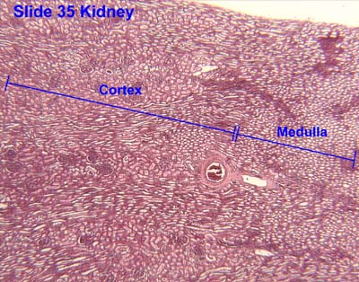 Renal Medulla Histology